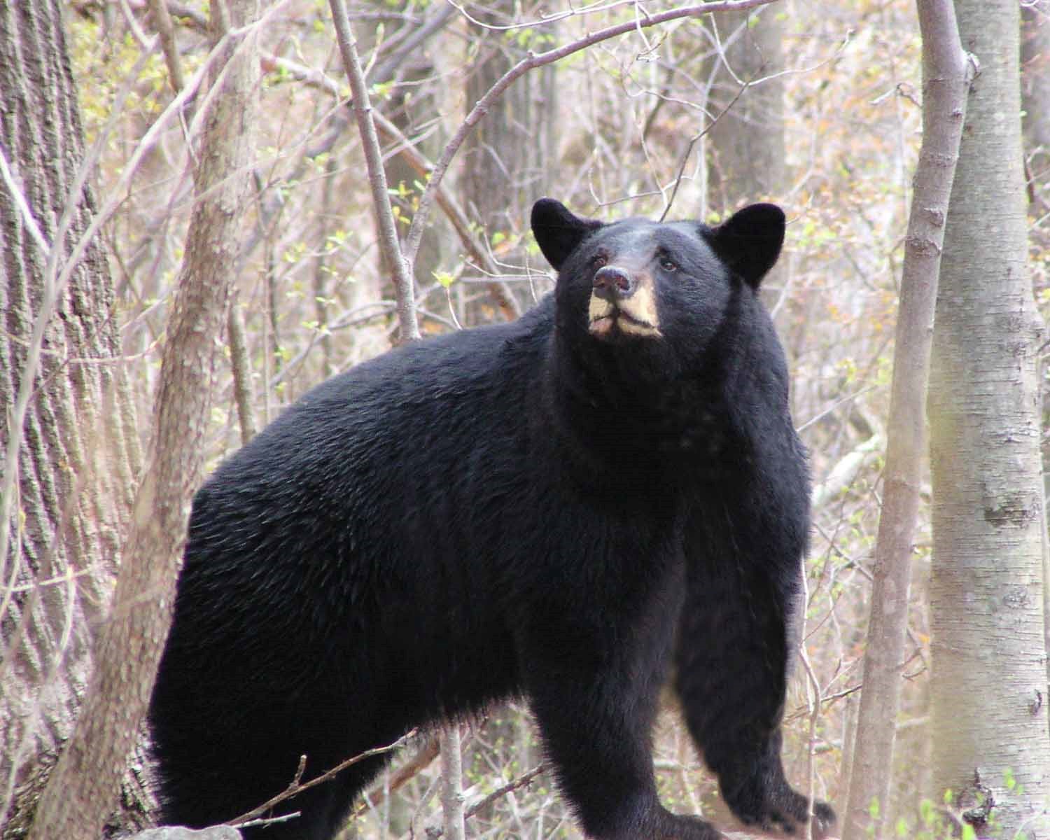 Morris Residents: Black Bears Leaving Winter Dens in Search of Food ...